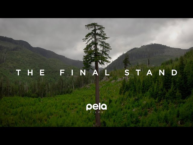 Deforestation in British Columbia, Canada: Effects, Causes, and ...