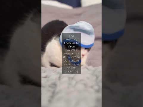 The Whiskered Wonder Uncovering the Fascinating Anatomy of Our Feline FriendsAs we gaze...