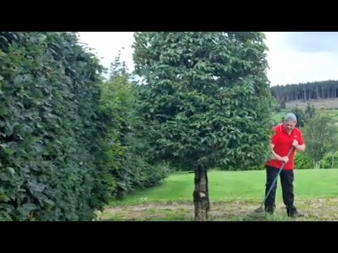 Shaping a hornbeam (carpinus)