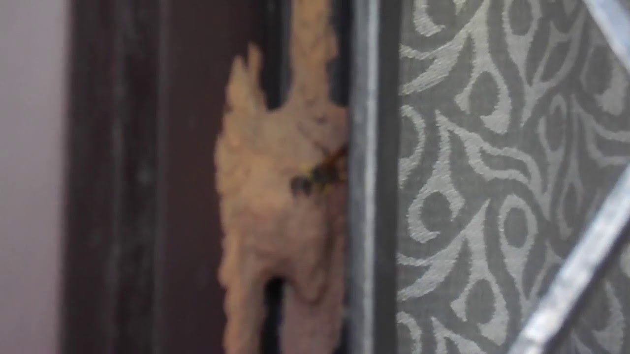 ARCHITECT BY BIRTH - MUD DAUBER WASP.