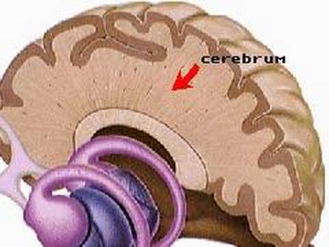 How the Body Works : The Regions of the Brain