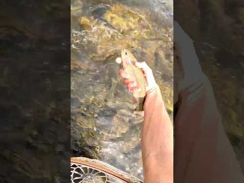 Fly Fishing Ken Lockwood Gorge #fishing #njfishing #flyfishing