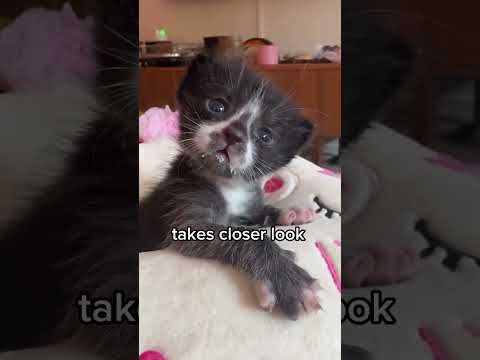 FAT BABY #cat #larrylegend #catfunny #larry #memes #catvideos #funny