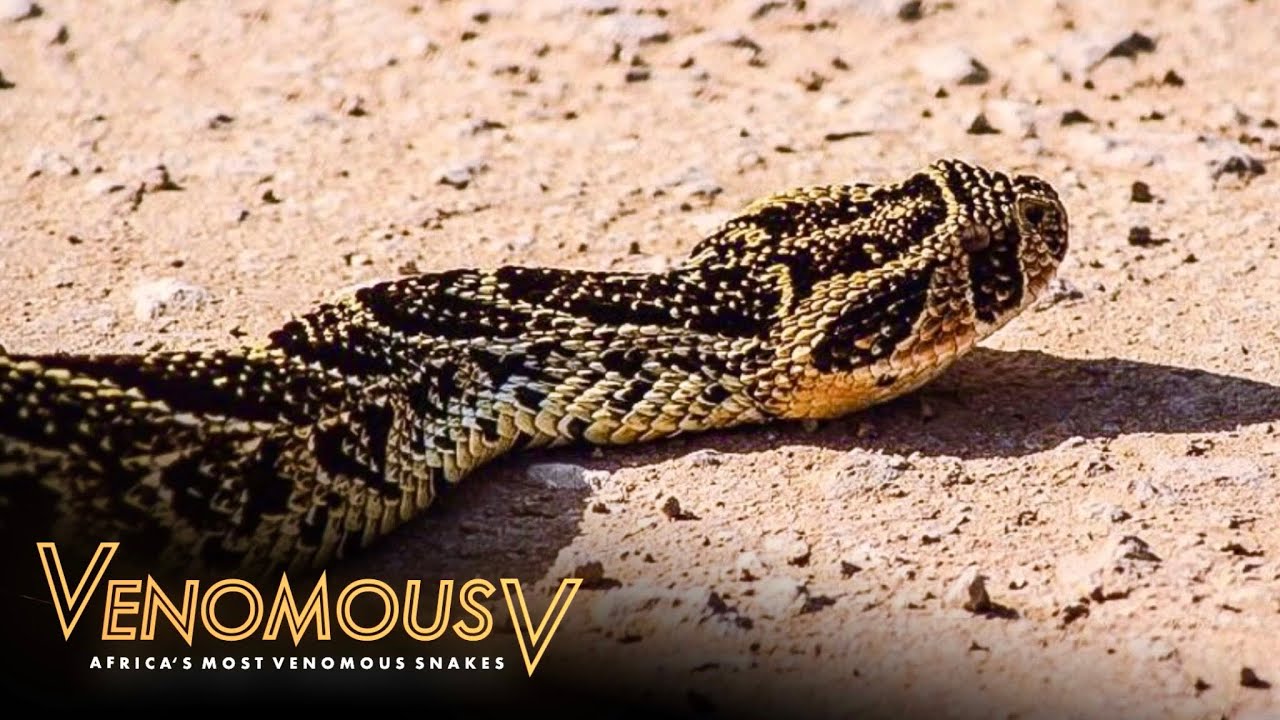 What Makes Puff Adders So Deadly? | The Venomous 5