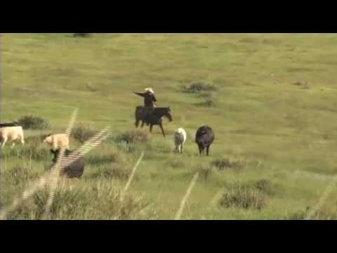 The Legacy of Cattle in Colorado, Part 1