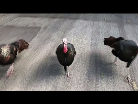 Wild Turkeys Are Back, Trolling Greater Boston | WBUR News