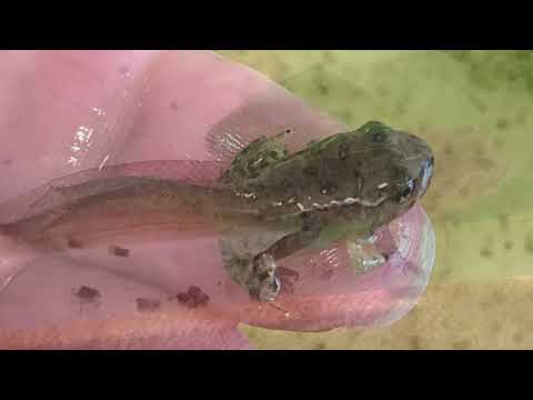 The Froglet - The Next Stage in the Life Cycle of the Frog