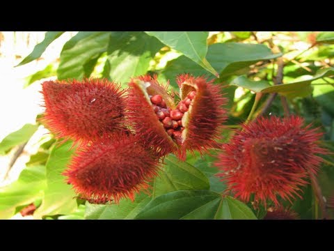 Urucum Em Pó (colorau), Orgânico E Sem Sal - 10 Kg | Mercado Livre