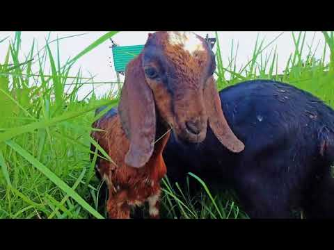 Nature’s Serenity: Grazing Goats in a Green Pasture” “প্রকৃতির শান্তি: সবুজ ঘাসের মাঠে চারণরত ছাগল.