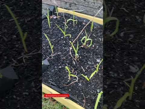 Garlic update in March in my garden |#norway #garlic #plants #gardening #planting #spring