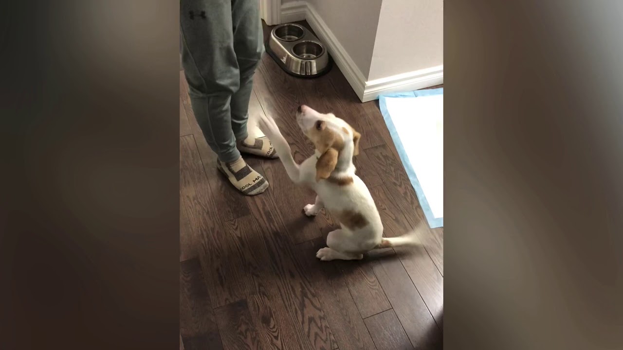 American foxhound puppy growing up