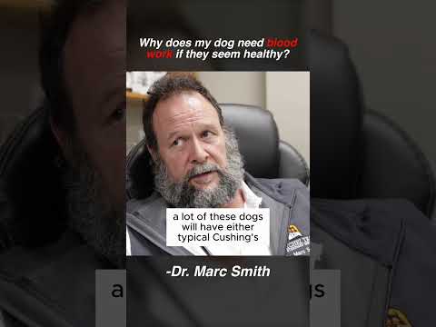 Why Healthy Dogs Still Need Blood Work | Marc Smith, DVM, MS