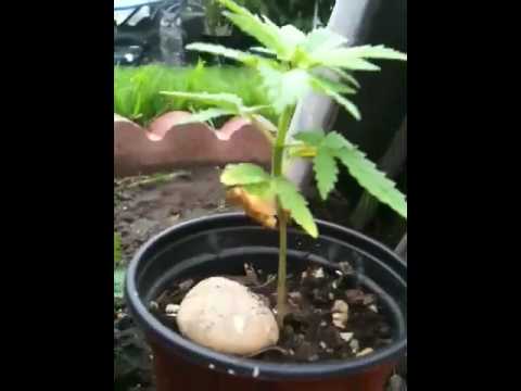 California Kush pt2 (G-13 strain)