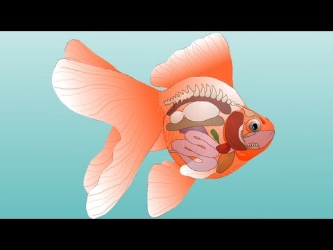 Goldfish External Anatomy