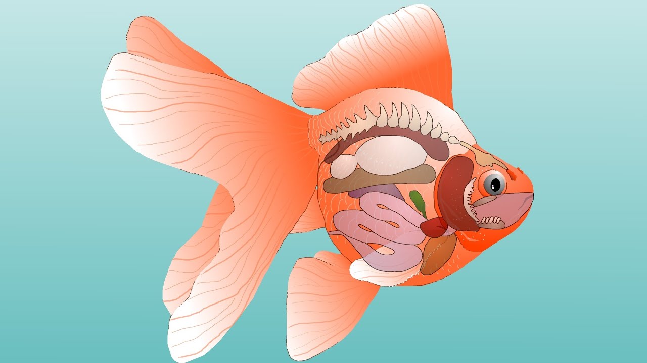 Goldfish Anatomy - External & Internal