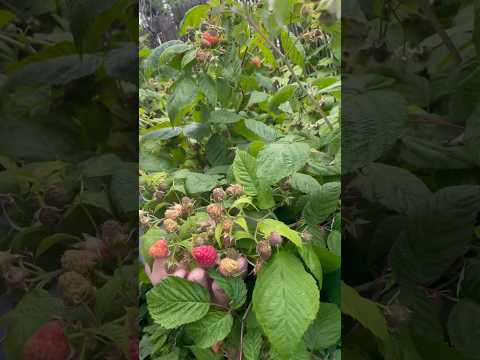 A brief guide to growing raspberries ( @gardeningthroughtheseasons )οΏΌ