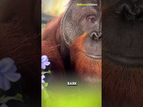 The Enigmatic Orangutans: Guardians of the Rainforest #facts #shorts