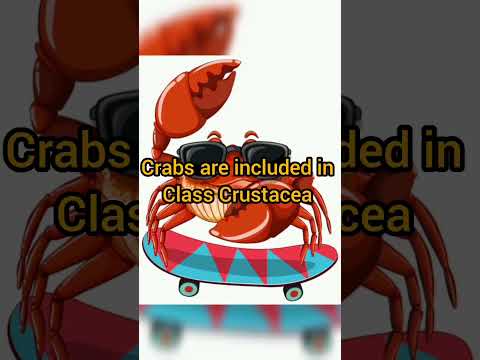 Crabs are Crustaceans #shorts #youtubeshorts #crab #viralvideo #viralshorts #pakvsnz