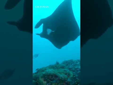 Why Manta Rays Don't Exist