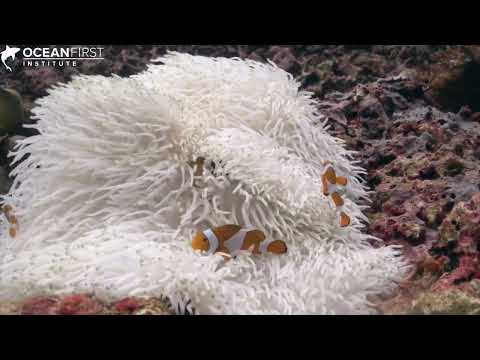 Sea Anemones