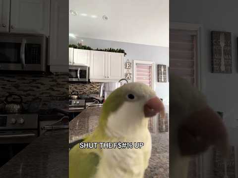 Heard Simon clearer than humans ππ #fyp #viral #funny #parrot #simon #cussing (via: SassySimon)