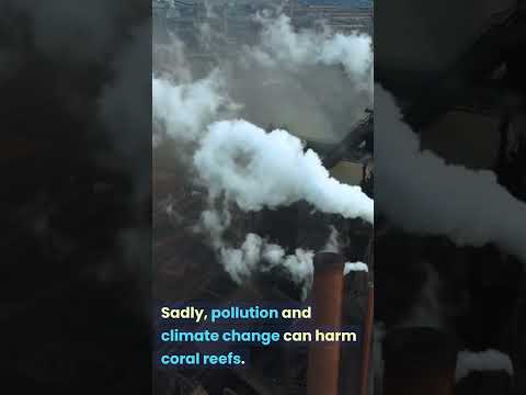 What is coral?