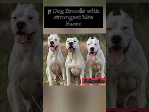 5 Dog breed with strongest bite Force.. #top10 #trending #viral #shorts #strongestdogs #dog #tiktok