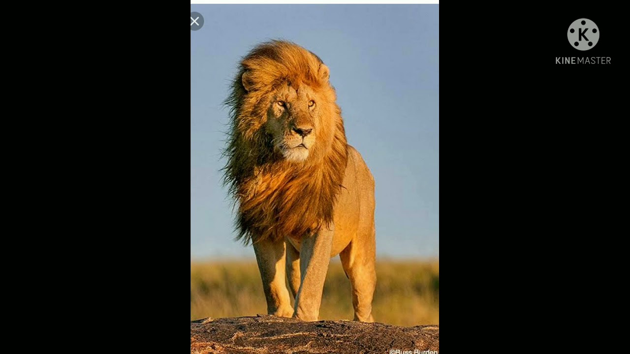 lion photo