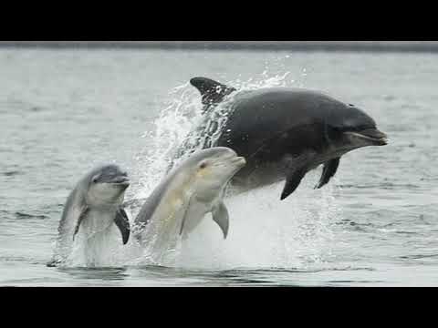 Facts: The Bottlenose Dolphin