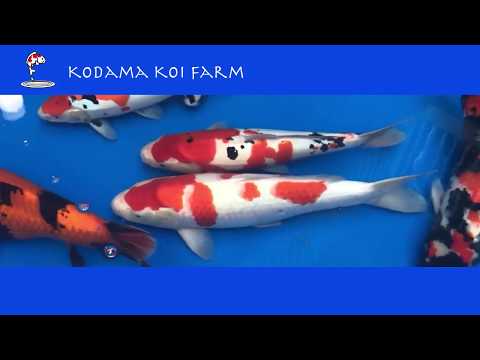 Japanese Koi Variety Explanation: 3 Most Popular Types (Gosanke - Kohaku, Showa, Taisho Sanke)
