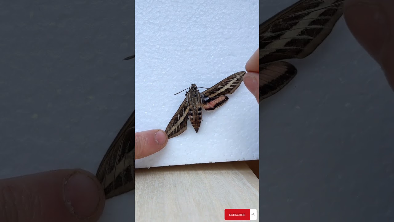 Pinning Lepidoptera! (Biggest moth in my collection now?!) #insect #shorts #bug #lepidoptera