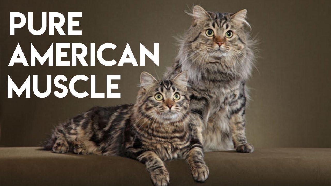 American Bobtail Cat 101 - Learn ALL About Them!