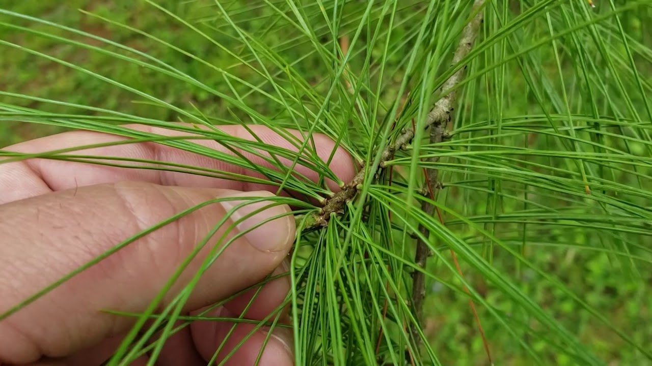 ID That Tree: White Pine