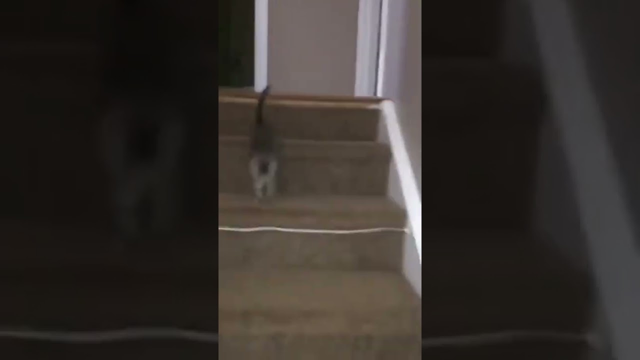 Do a flip #shorts #memes #cat