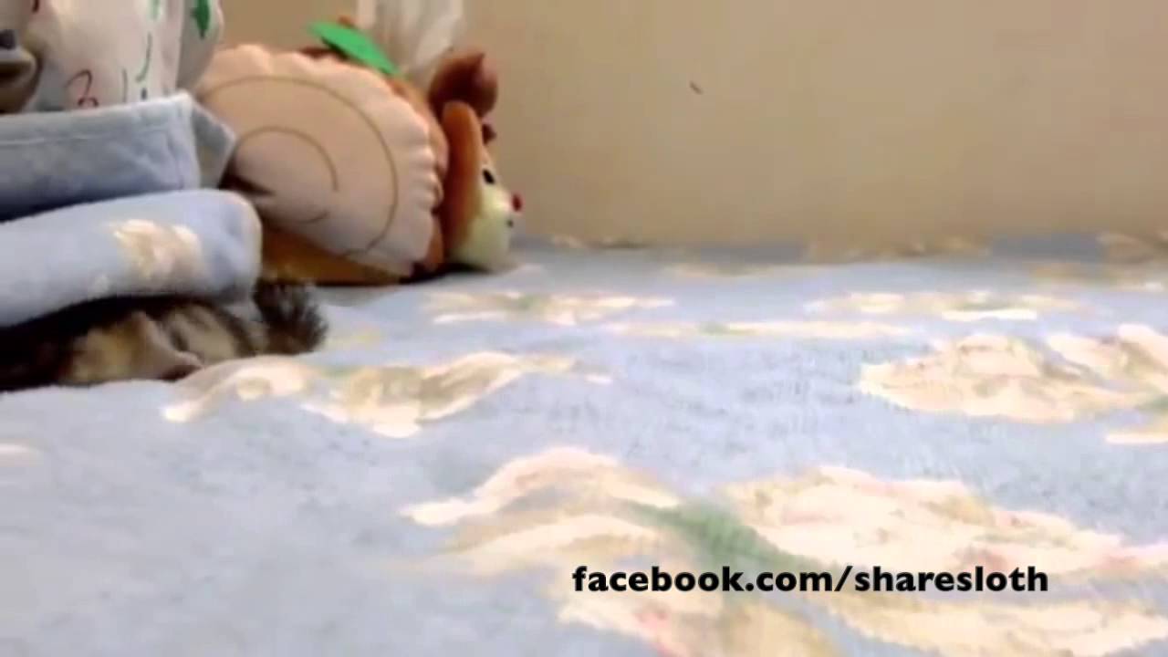 Chipmunk Stretch