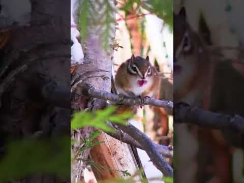 What Does A Chipmunk Sound Like?