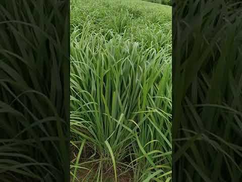 How to Grow Lemom Grass ! Lemon grass Farming ! Farm vlogger