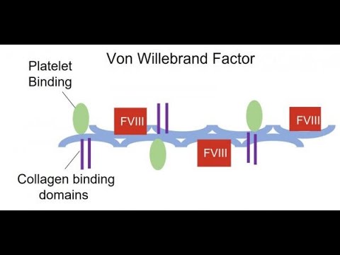 Von Willebrand Disease VWD ; Definition, Type 1, 2, 3, Symptoms, Diagnosis, treatment