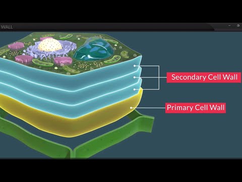 Grade 9 - Biology - Cell Structure and Functions - Cell Wall