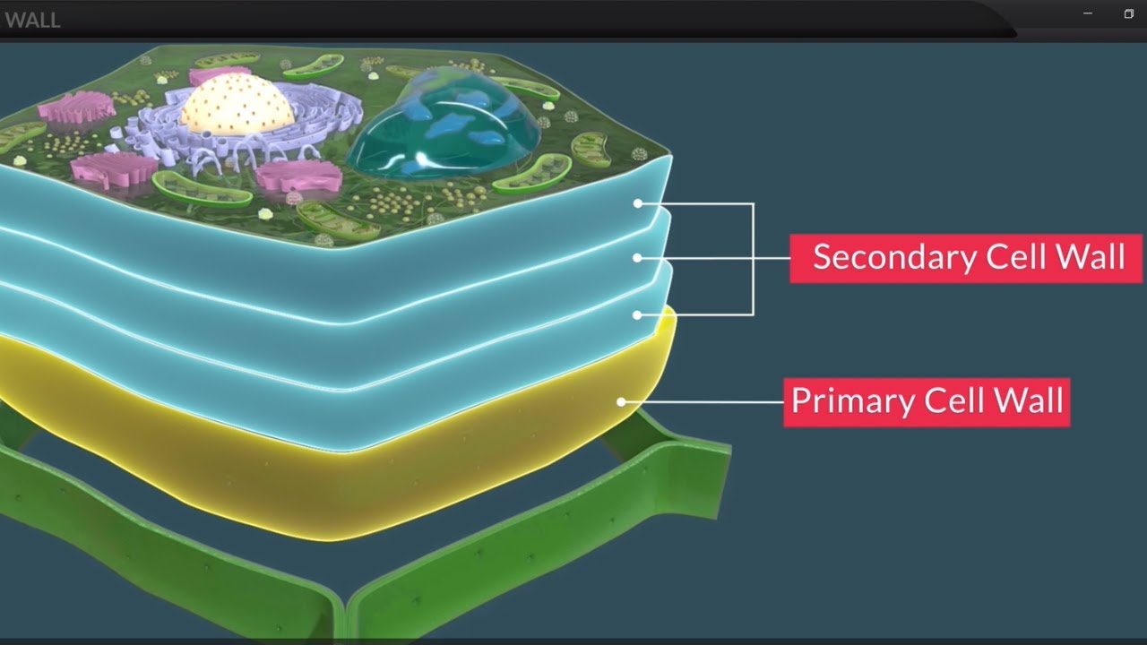 Cell Wall Structure and Function | Class 9 Biology | Turito