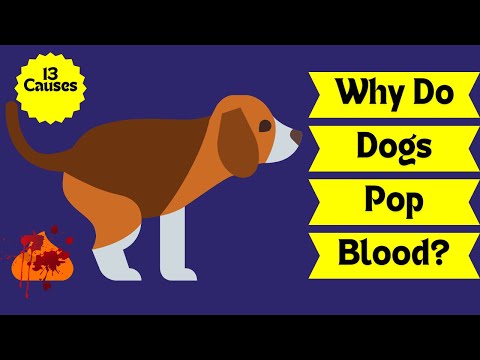 Why Do Dogs Poop Blood? 13 Causes of Bloody Stools in Dogs