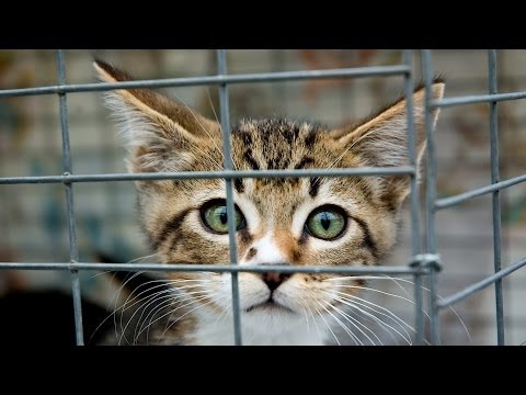 Where to Get a Cat | Cat Care