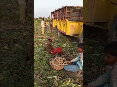 Chakori ki new video Ravi Kumar