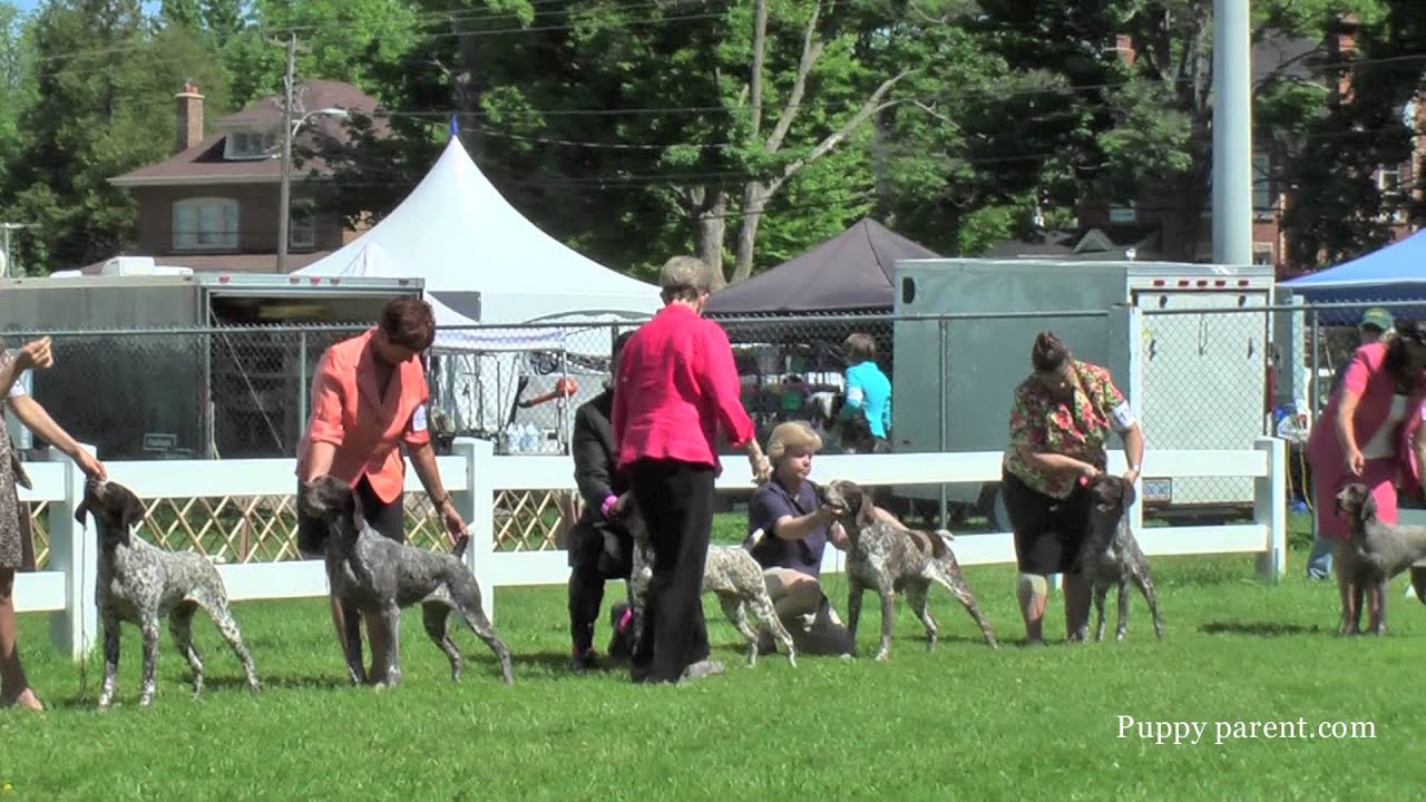 German Shorthaired Pointer - Specialty Dog Show