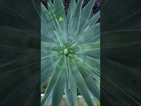 One of the world's most beautiful flowering plant ☘️ ll Agave amaricana ll #natural #homedecor