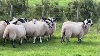 Sheep for Sale & Wanted | Border Livestock Exchange