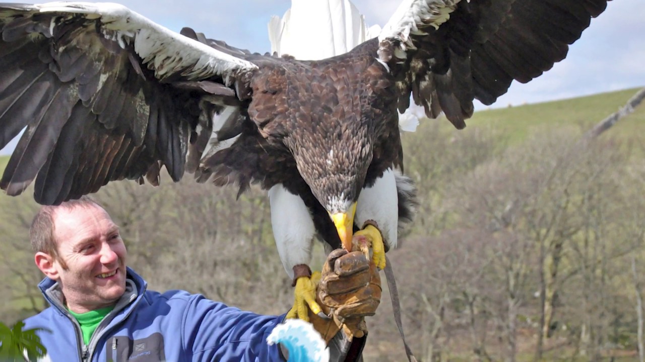 All About American Eagles