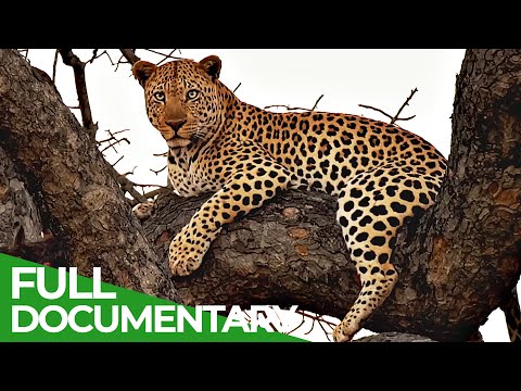 The Cat Report | Episode 1 | Free Documentary Shorts