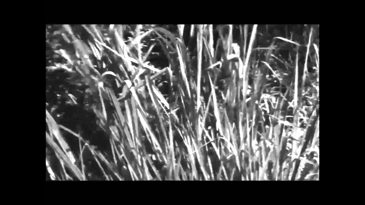 THE BREEDING GROUND /continued