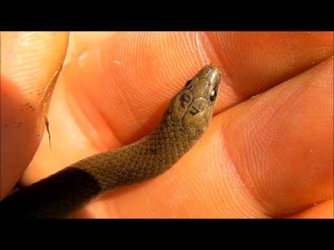 rough earth snake information